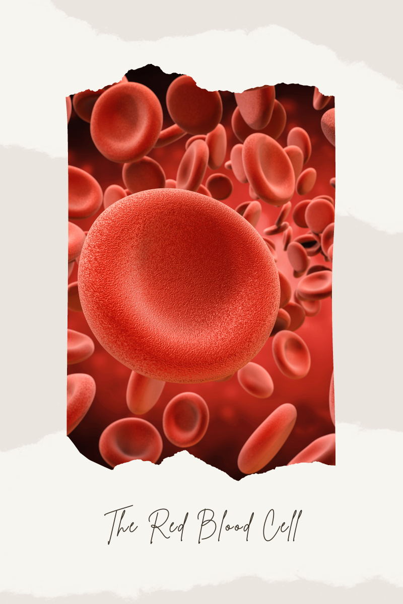 What Does a Red Blood Cell Do? - Coffee and Capillaries