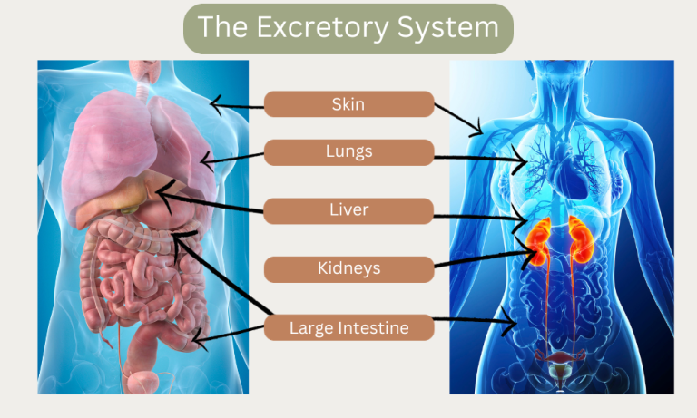 Taking Out the Trash: How Excretory Organs Maintain Balance In Your ...